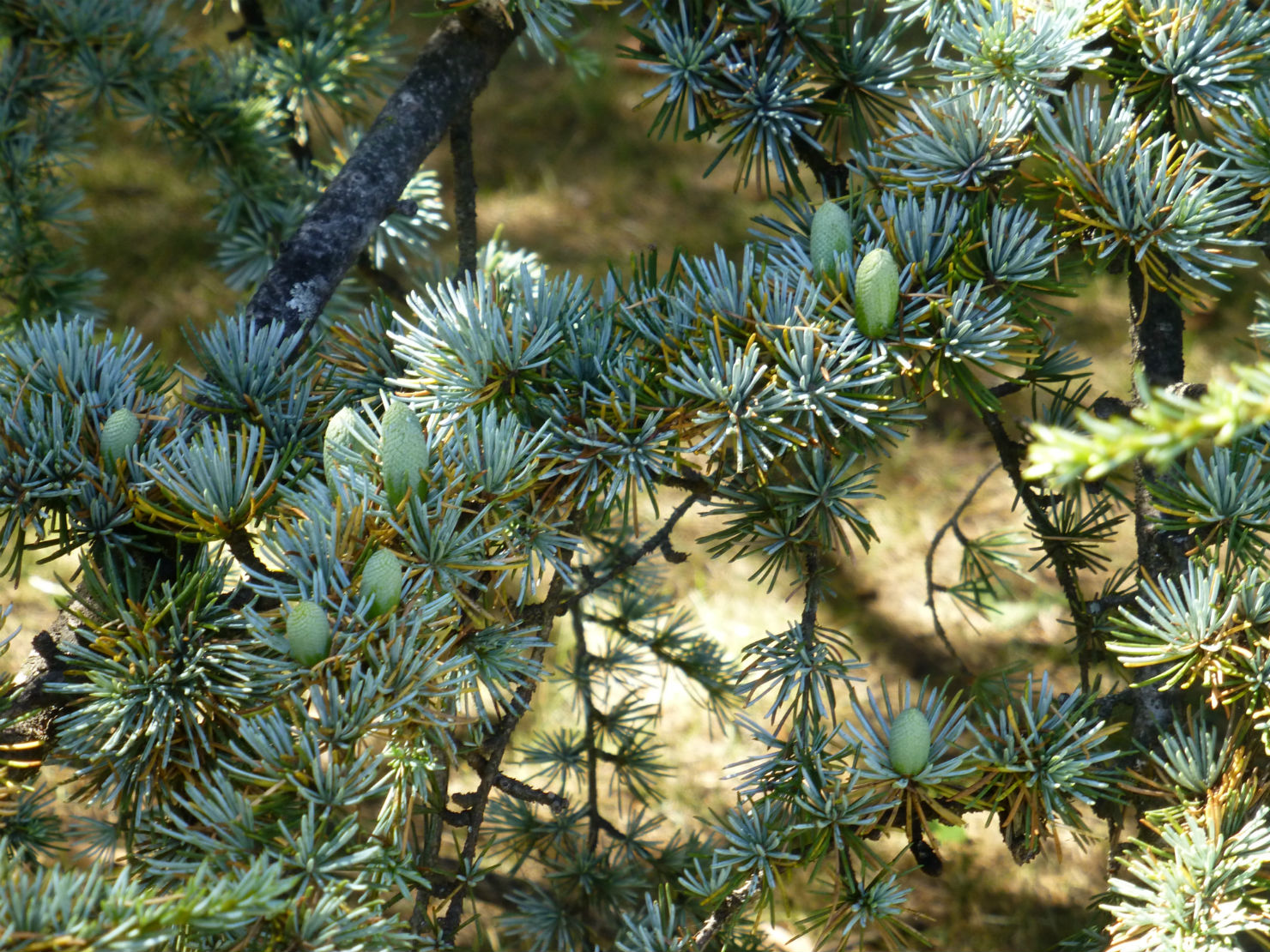 sarrabiscos: Cedro do Atlas de agulhas azuis