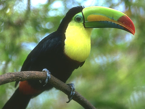 TUCAN - Imagui