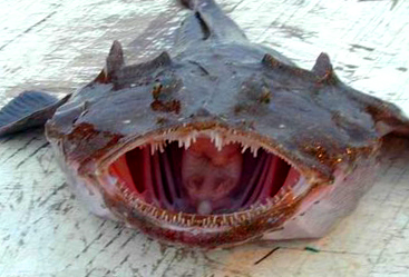 Monkfish - Fishes World - HD Images & Free Photos