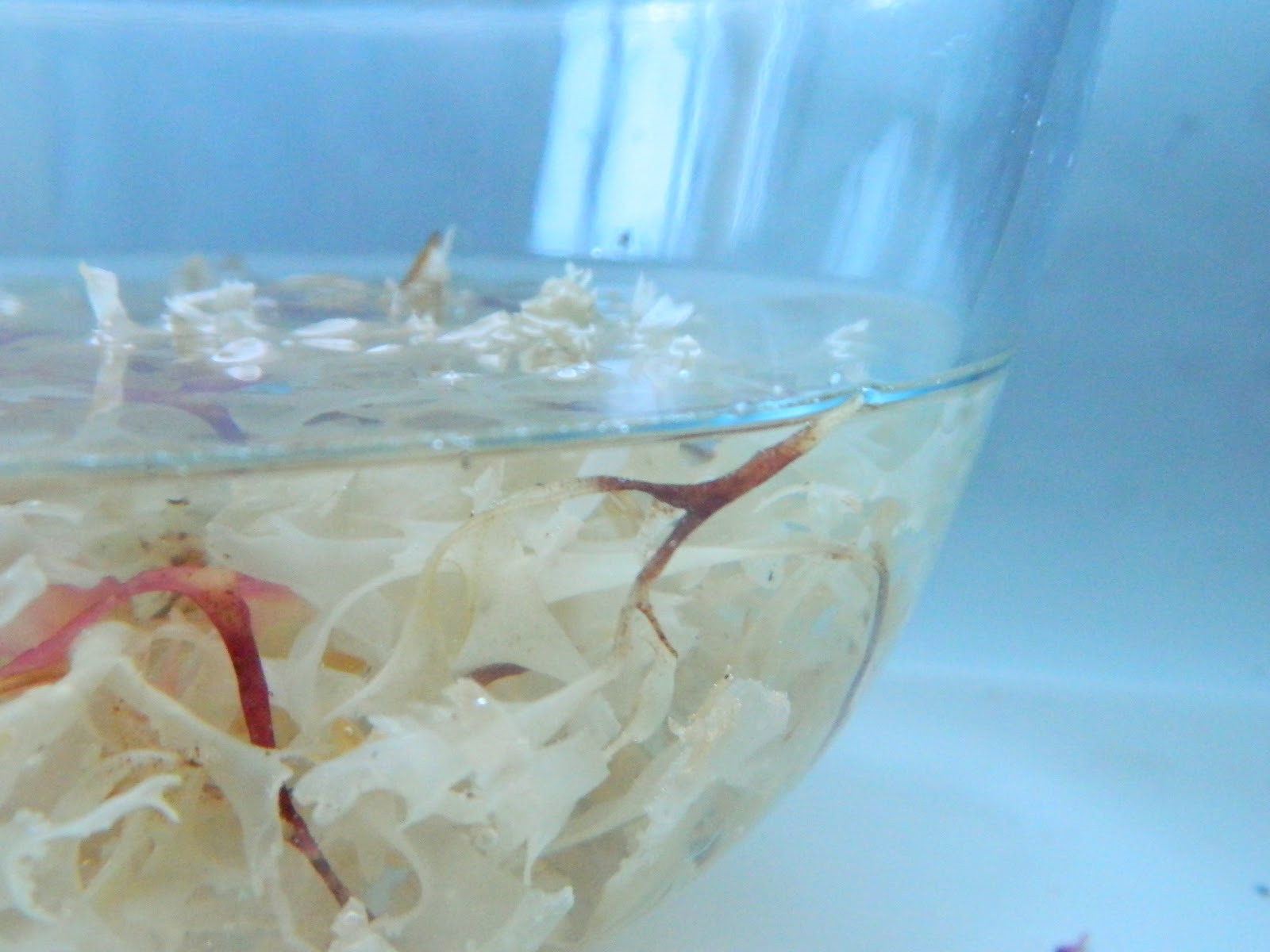 tofu for tea: Carageen Moss Pudding