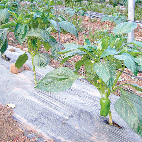 Pimiento (Capsicum annum L.).