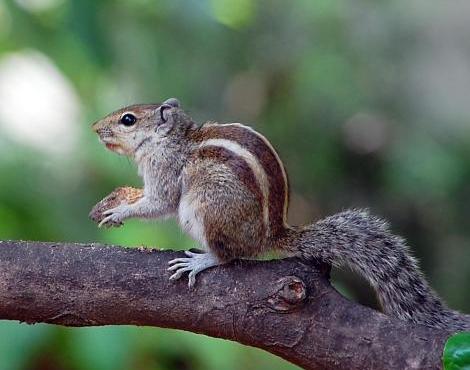 Squirrel ~ Wild Life