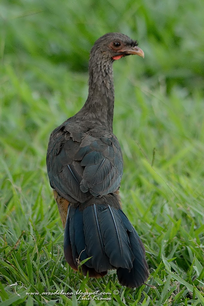 Aves del Nea: Charata (Chaco Chachalaca) Ortalis canicollis