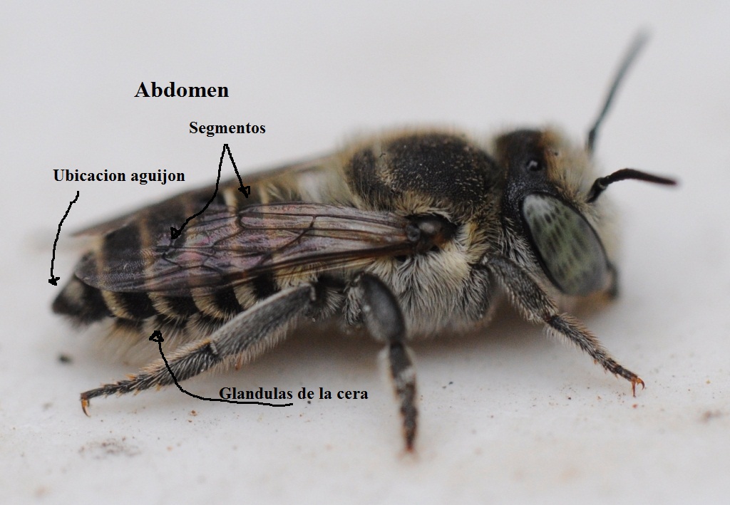 APRENDIENDO CON LA VISTA: CABEZA, TORAX Y ABDOMEN DE UNA ABEJA