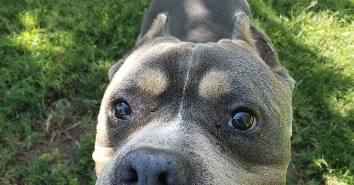 Fresno Bully Rescue: It’s All Relative