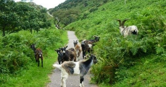 [Tui học từ] Paving the goat path