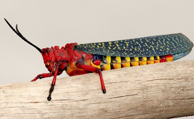 The Devilishly Detailed Milkweed Locust | Featured Creature