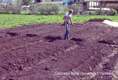 Backyard Farming: Wide Row a Go Go