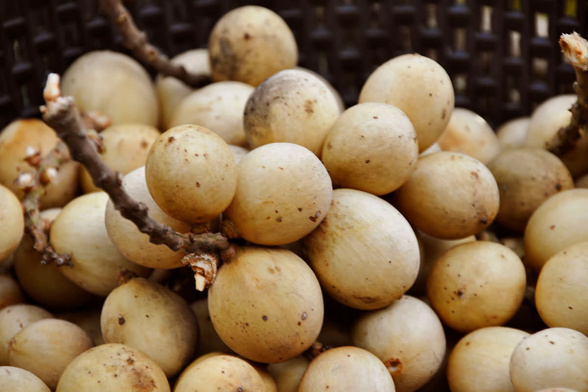 CUTI-CUTI MALAYSIA DUP2A: Top 5 Malaysian Fruits