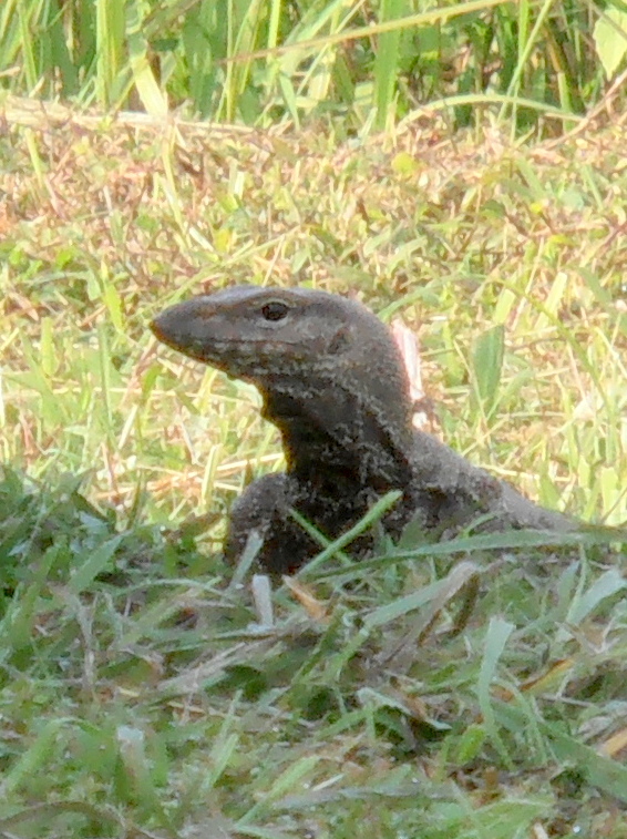 Monitor Lizard