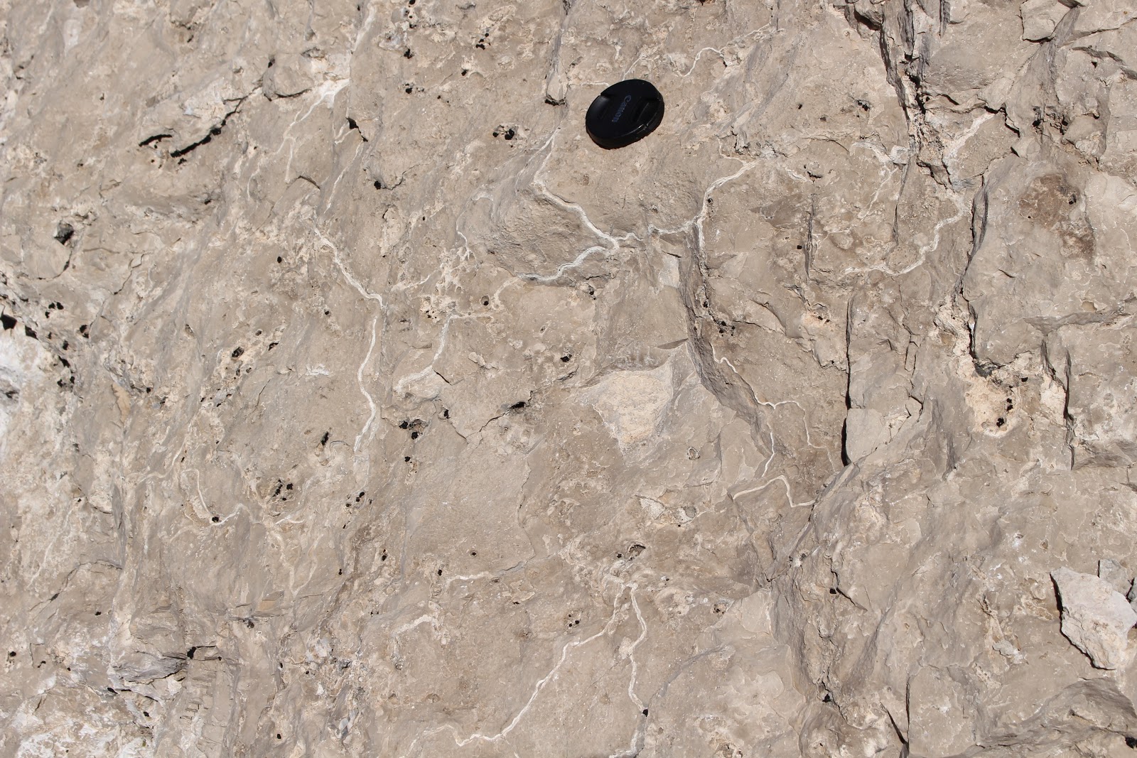 Finding Fossils...: The Permian Capitan Reef