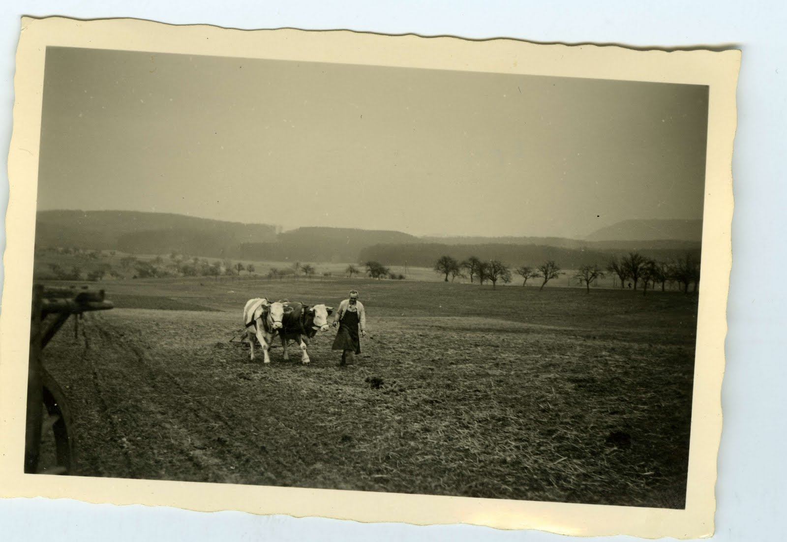 Rommelsbach: 1954: Karl Thumm bei der Feldarbeit