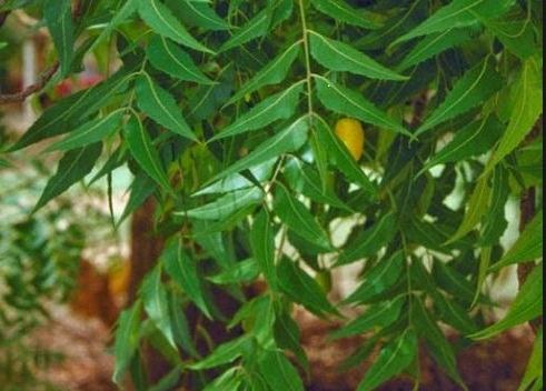 √ 10+ Bahan dan Cara Herbal Alami Mengobati Difteri yang tepat