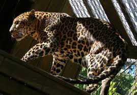 Felinos: Felinos Salvajes