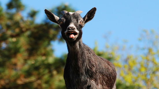 Spoon & Fork: 25 BIZARRE FESTIVALS FROM ALL AROUND THE WORLD