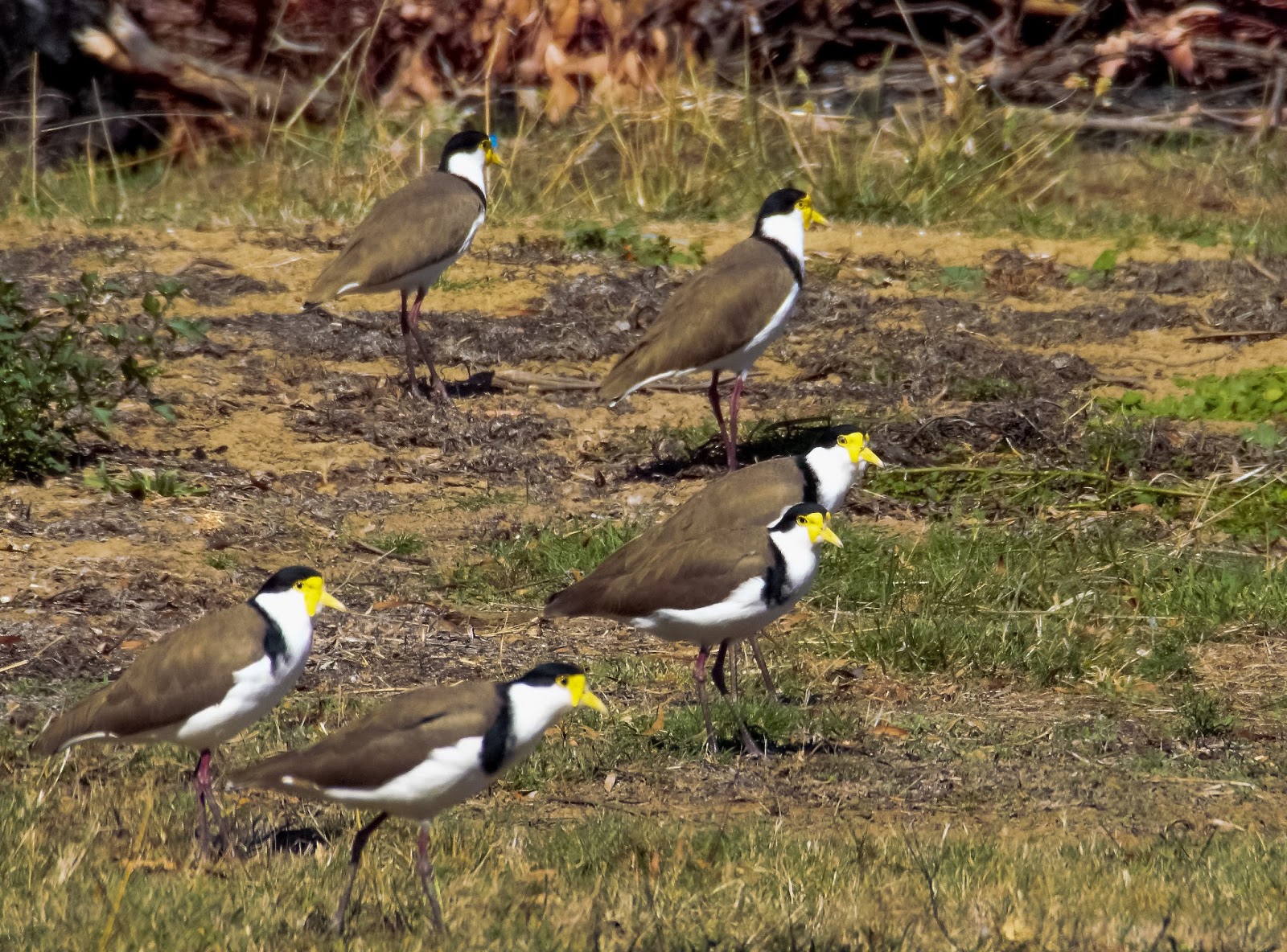 BIRDS of KILMORE, AUSTRALIA: Plovers