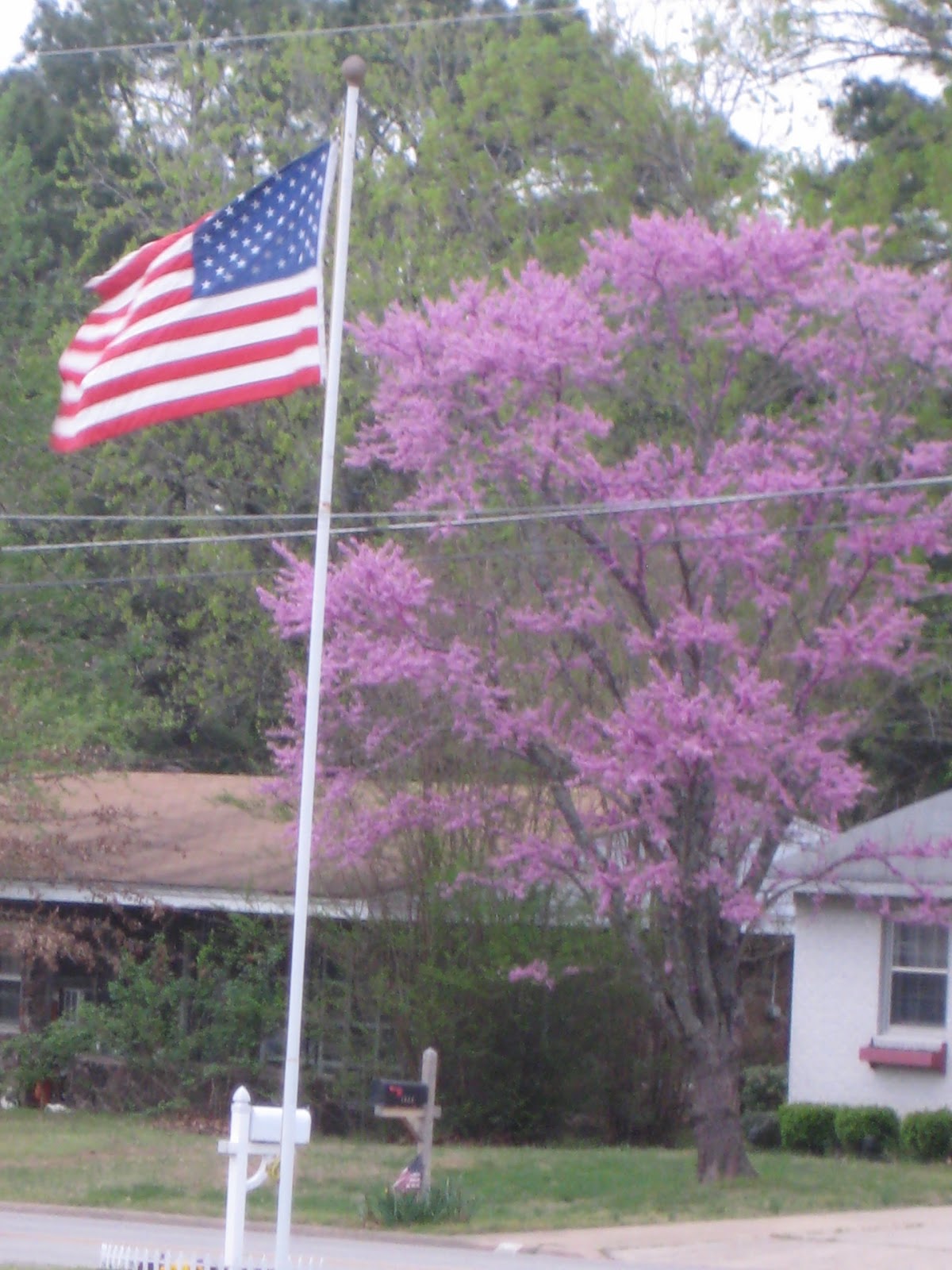 Bird Nest On The Ground: "Trees: Nature's Version of Lace"