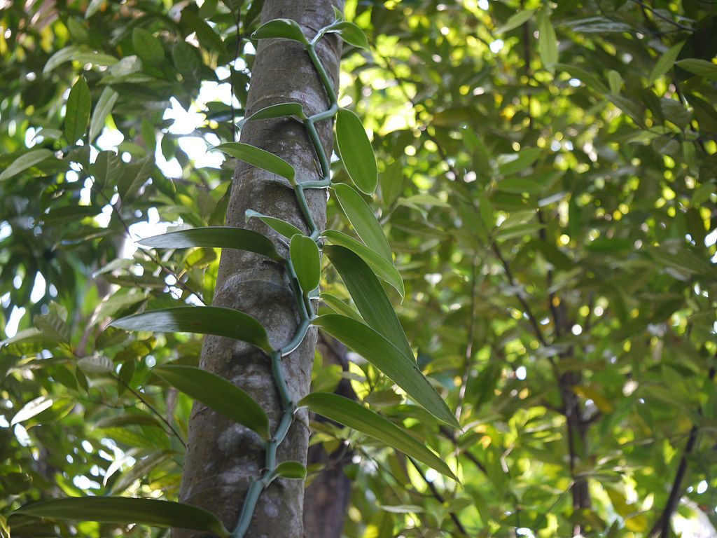 Vanilla planifolia care and culture | Travaldo's blog