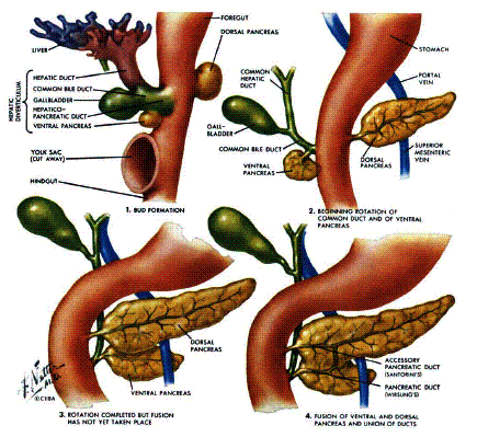 Educación para la Salud: PANCREAS
