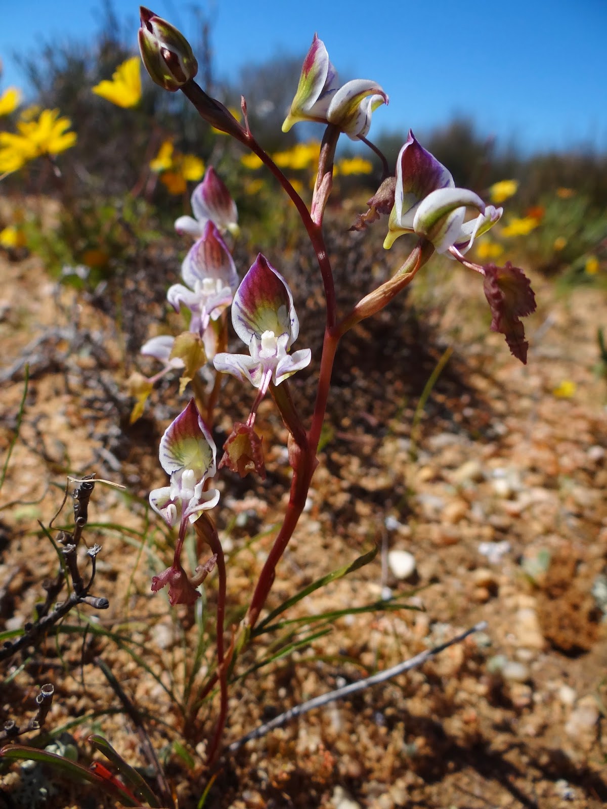 Caerulean Skies: South African Winter blooming orchids