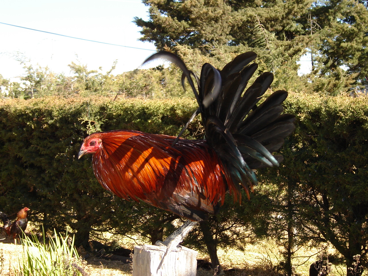 El Polvorin: Brown Red