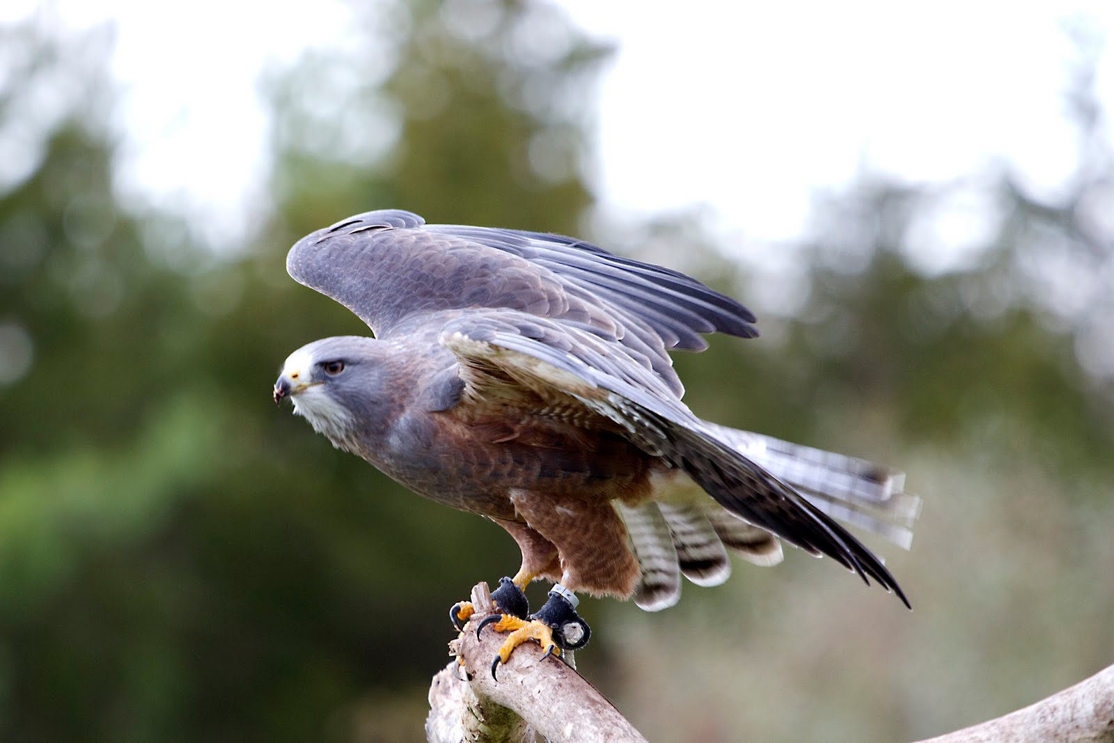 Ann Brokelman Photography: Swainson Hawk, Western Red-Tailed Hawk at ...