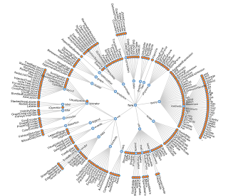 Graphminator: Protovis: Javascript for nice graph visualizations