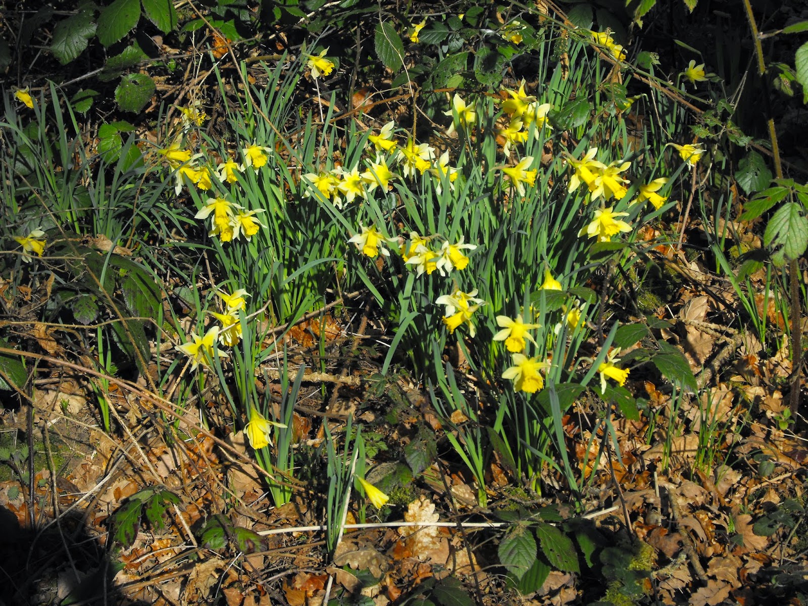 Codlinsandcream2: The wild daffodils of Dymock - photo heavy