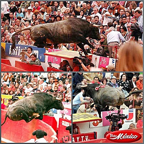 La belleza del toro de lidia. : 5 datos sobre el salto de "Pajarito"