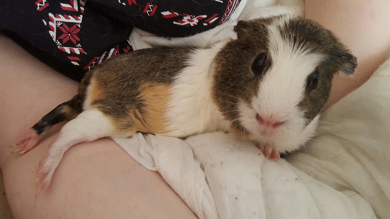 Zamorac ili Guinea Pig.: ZAMORAC ili Guinea Pig // životinjica koja će ...