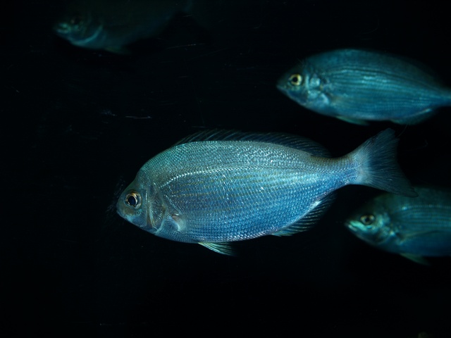 Artes de Pesca: VAMOS A PESCAR PAÑOSO PARTXIMIKI PANCHA O CHOPA