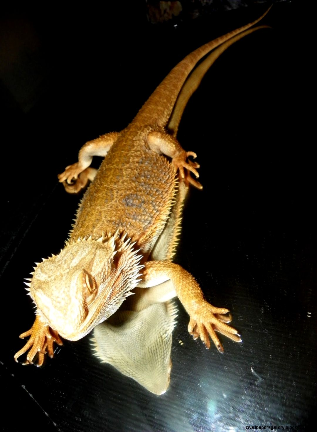 Bearded Dragon Colors And Patterns | Wallpapers Gallery