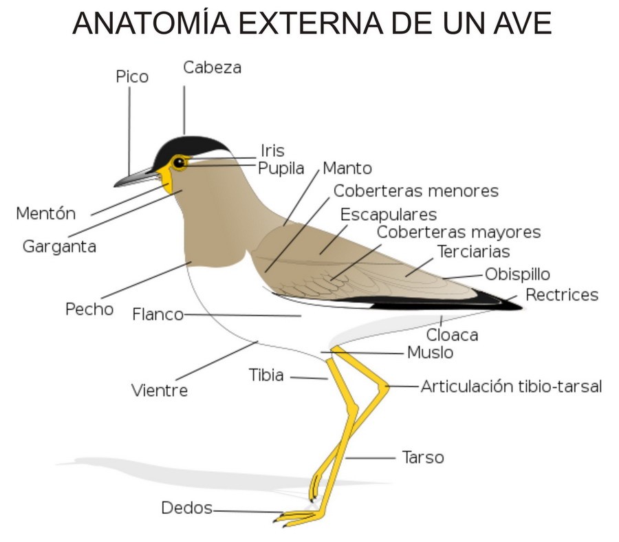 Fauna Ibérica - Fauna Española: Aves