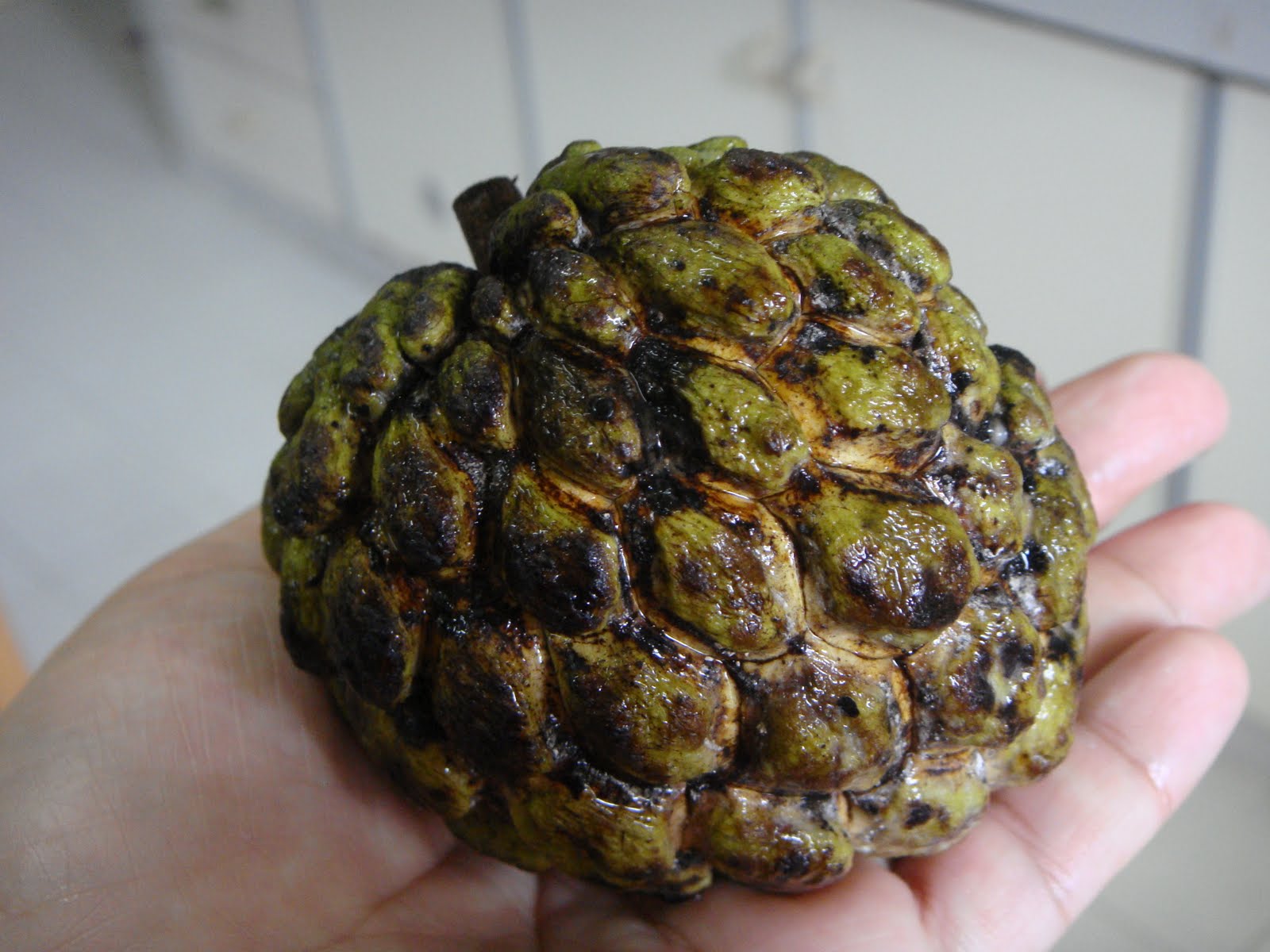 Myself, UmmiRosma: The Endangered Sugar Apple Fruits