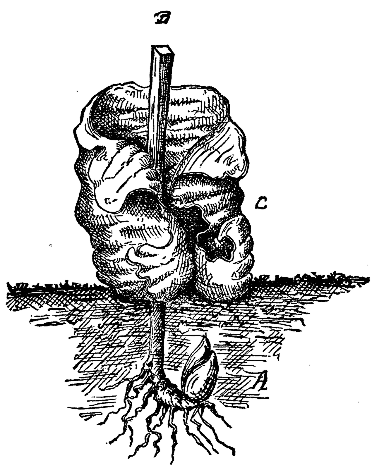 Mining Aśvaghoṣa's Gold: BUDDHACARITA 2.56: Rooting Bodhisattva ...