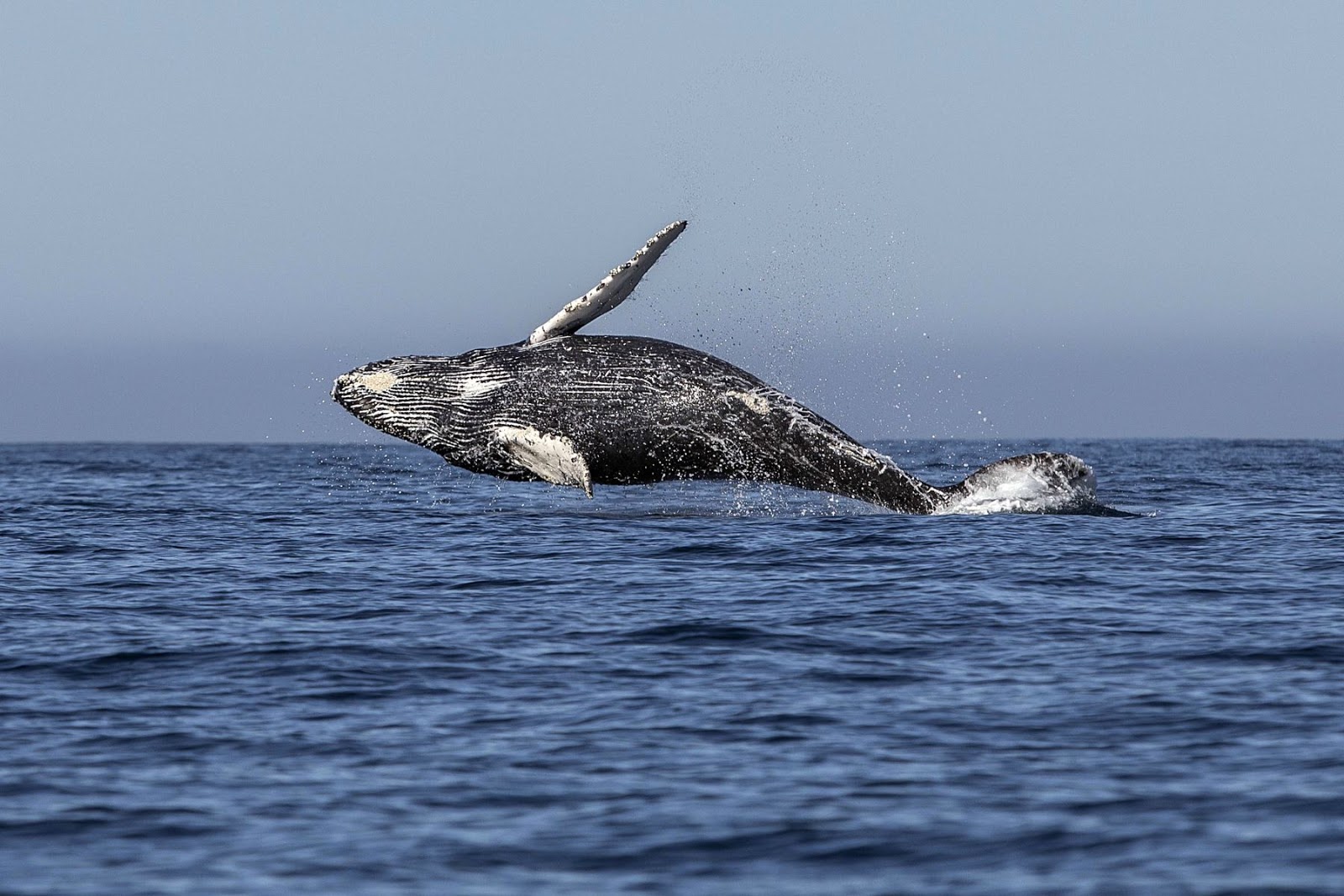 ANPP Animales y Plantas de Perú: Ballena Jorobada - Megaptera novaeangliae