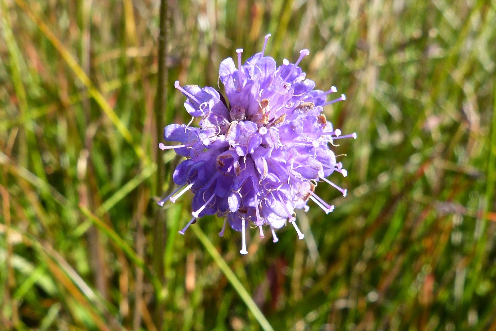 A Kilchoan Diary: Three Colours of Scabious