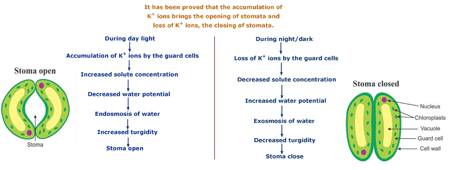 Biology Notes for Learners: Internal Structure of a Leaf