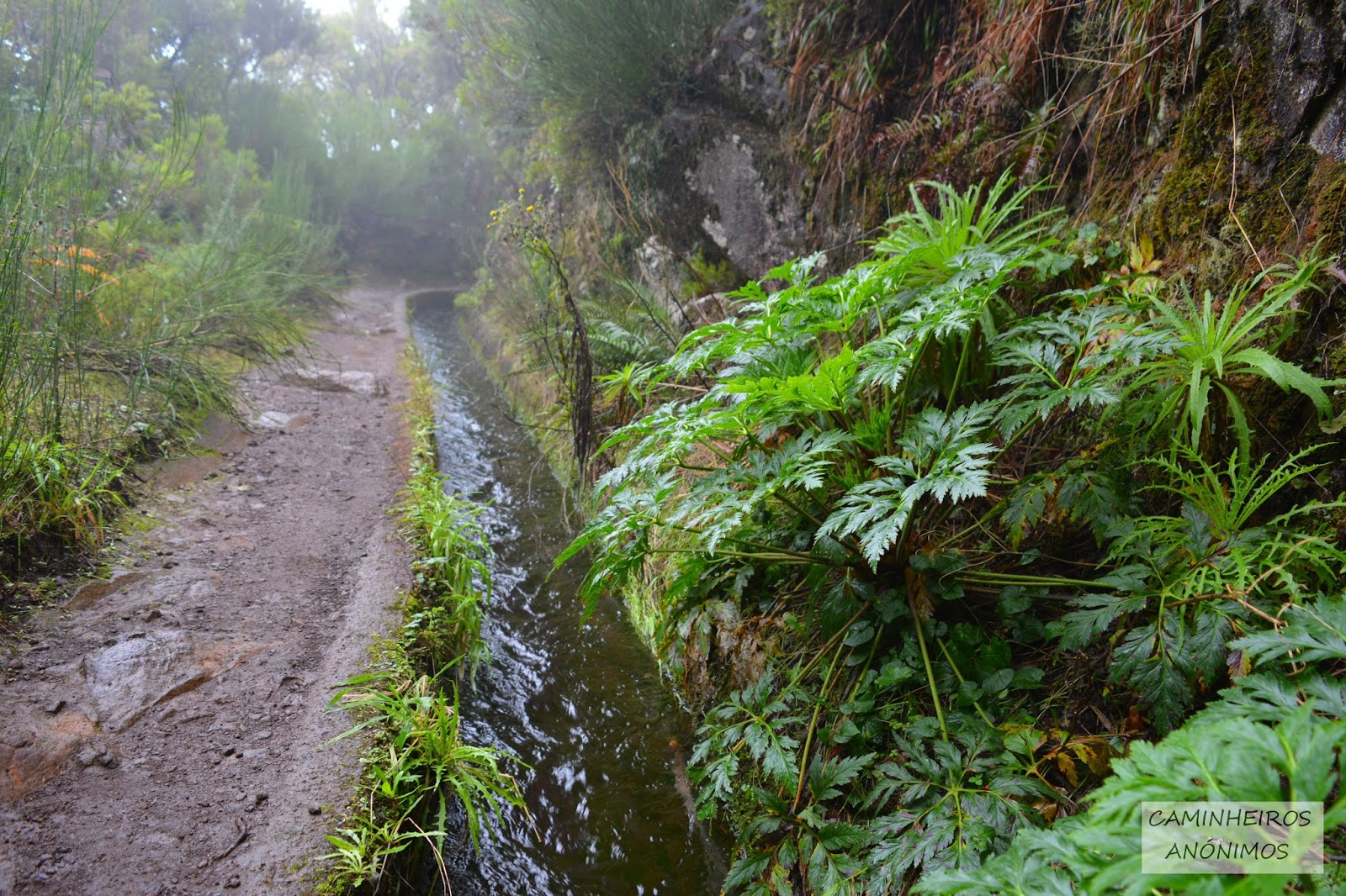 Caminheiros Anónimos Levadas da Madeira : Levada Grande do Paul (Calheta)