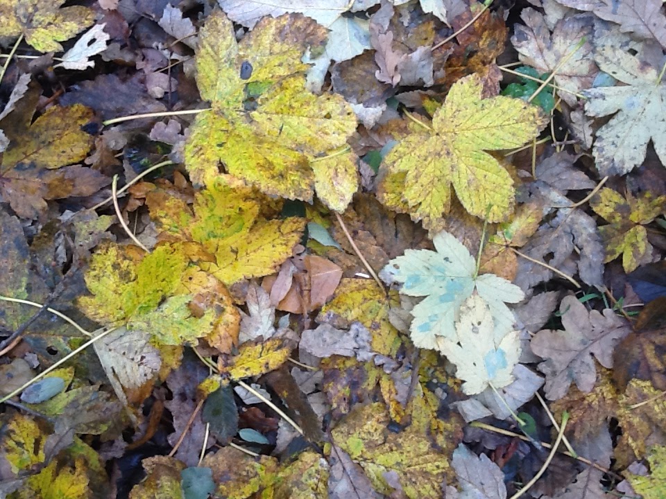 dagelijkse dingen die mijn leven bijzonder maken: Blaadjes