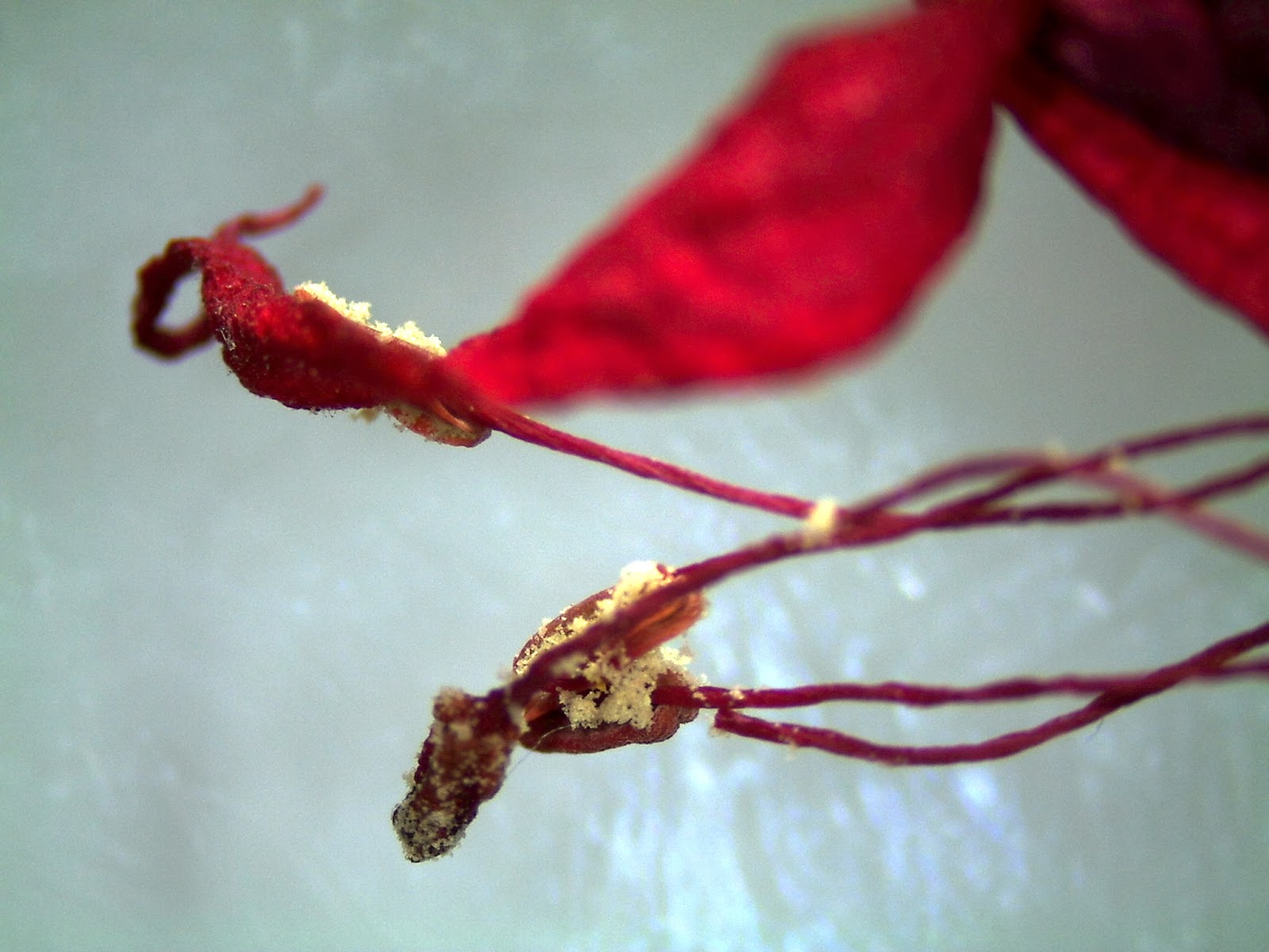 Simple vs. Compound Flowers: 2013