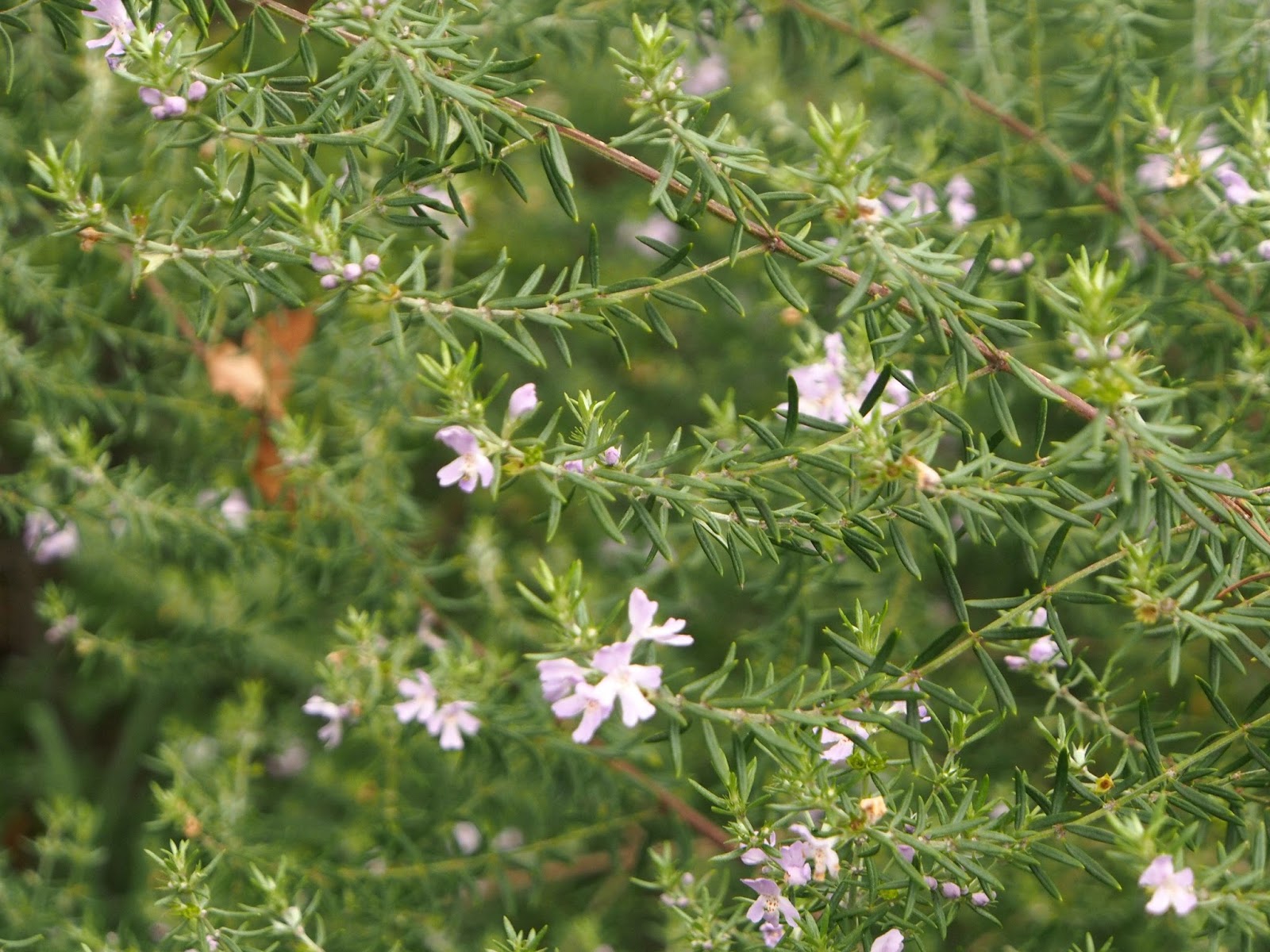 end-of winter, beginning-of-spring garden - what's growing?