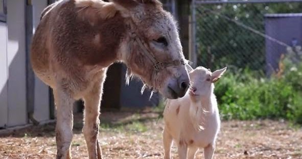 White Wolf : Depressed goat is reunited with his best friend, a donkey