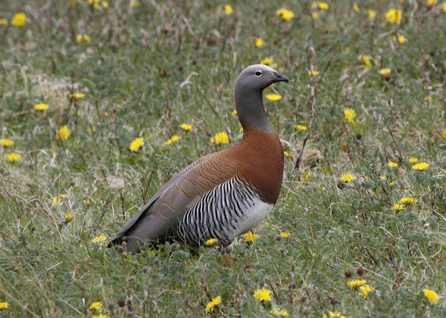 Travels with birds: Tierra del Fuego