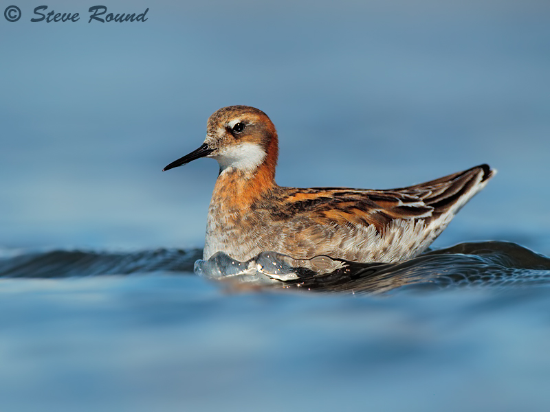Steve Round Wildlife Photography: Red-necked Phalaropes from Iceland