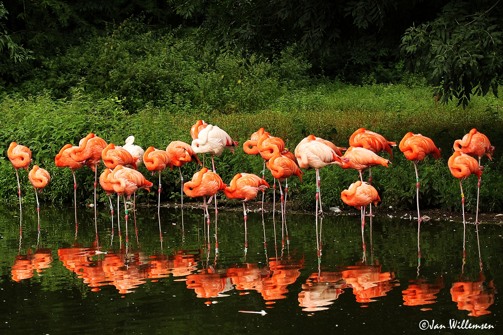 Jan Willemsen Fotografie: ZOO Krefeld (Germany)
