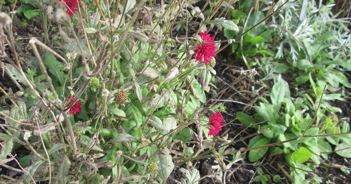 RUOTSIA KUVINA: Ruotsalaisia kasveja, CAPRIFOLIACEAE , kuusamakasveista ...