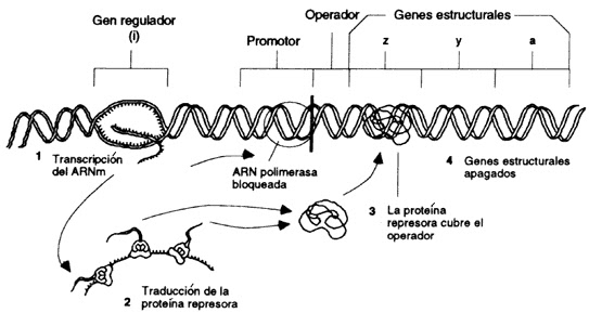 anonymous_biologist: Operón de Lactosa (Control positivo).