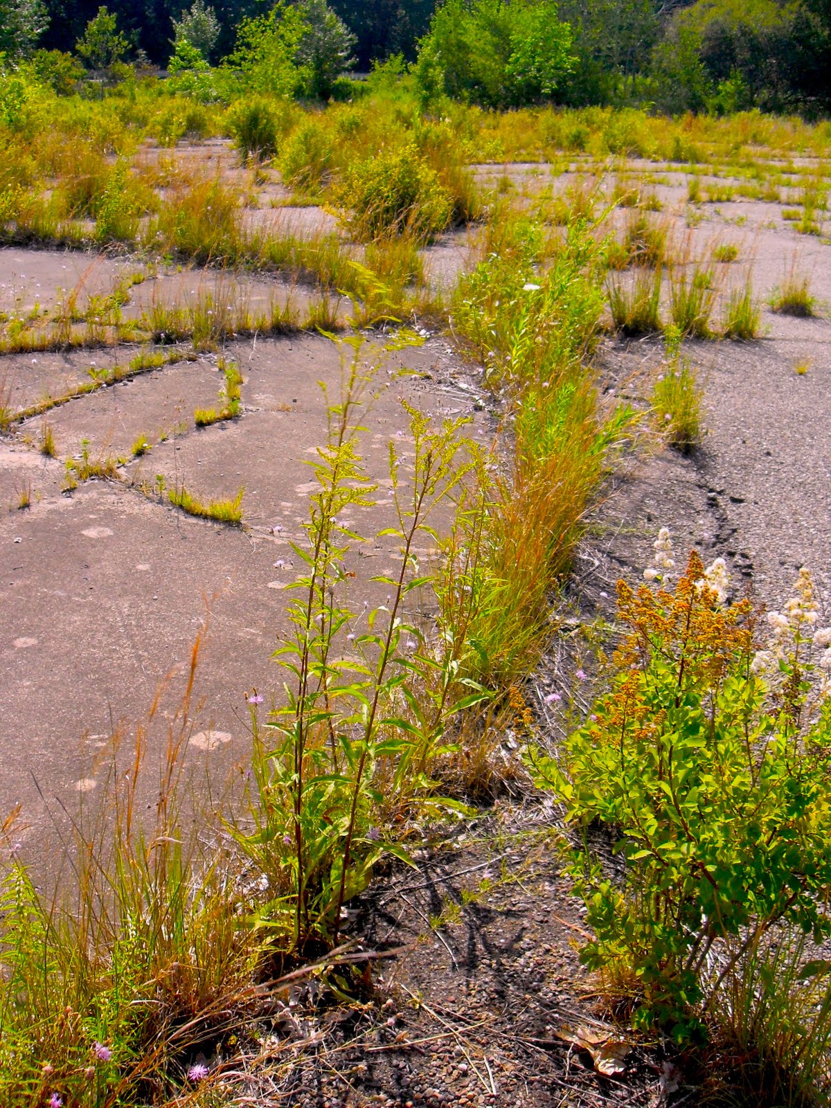 arts koolda image: Memento Mori: The Ghost Of Angela Park