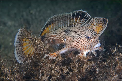 Beautiful Creatures of the sea Photos and information about sea creatures